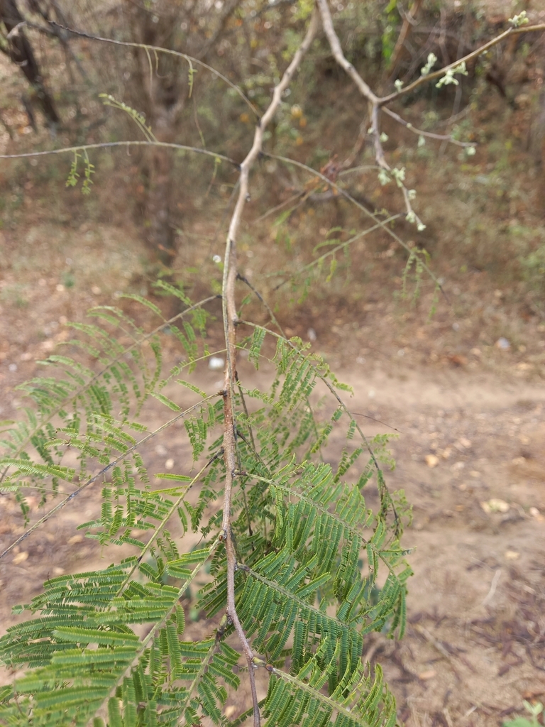 fern-leaf acacia from M9QF+C8, Palma Soriano, Nicaragua on April 5 ...