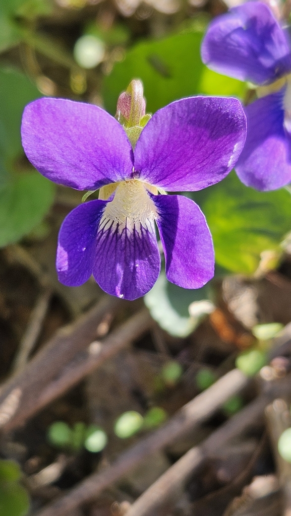 common blue violet from Cherokee-Seneca, Louisville, KY, USA on April 7 ...