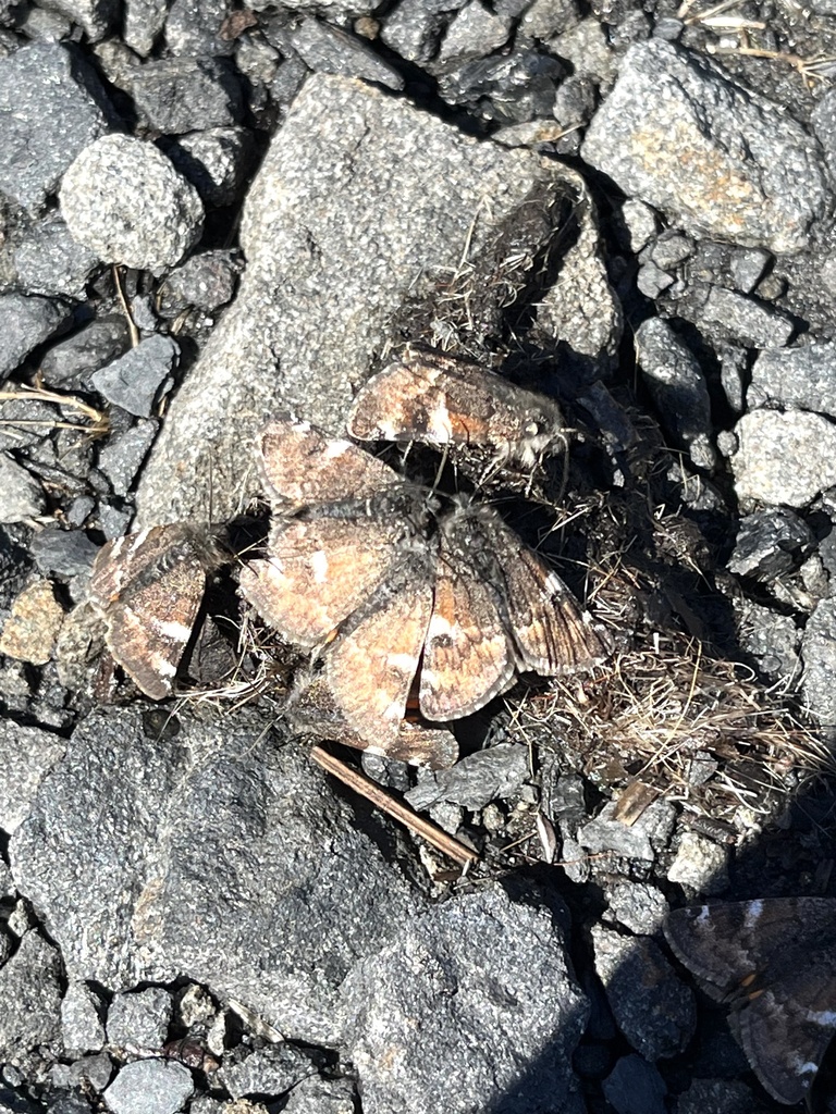 Infant Moth from Stone Rd, Jefferson Township, PA, US on April 7, 2024 ...