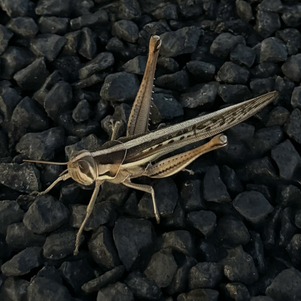 Spur-throated Locust in April 2024 by Sockrosma. About 7cm long and I ...