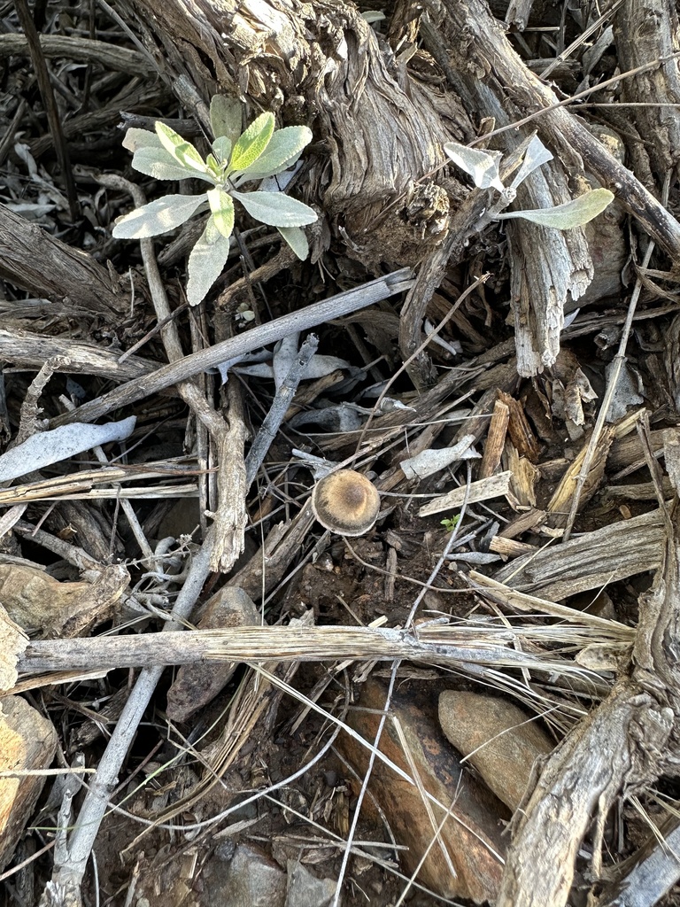 Banded Mottlegill in March 2024 by Bat Vardeh · iNaturalist
