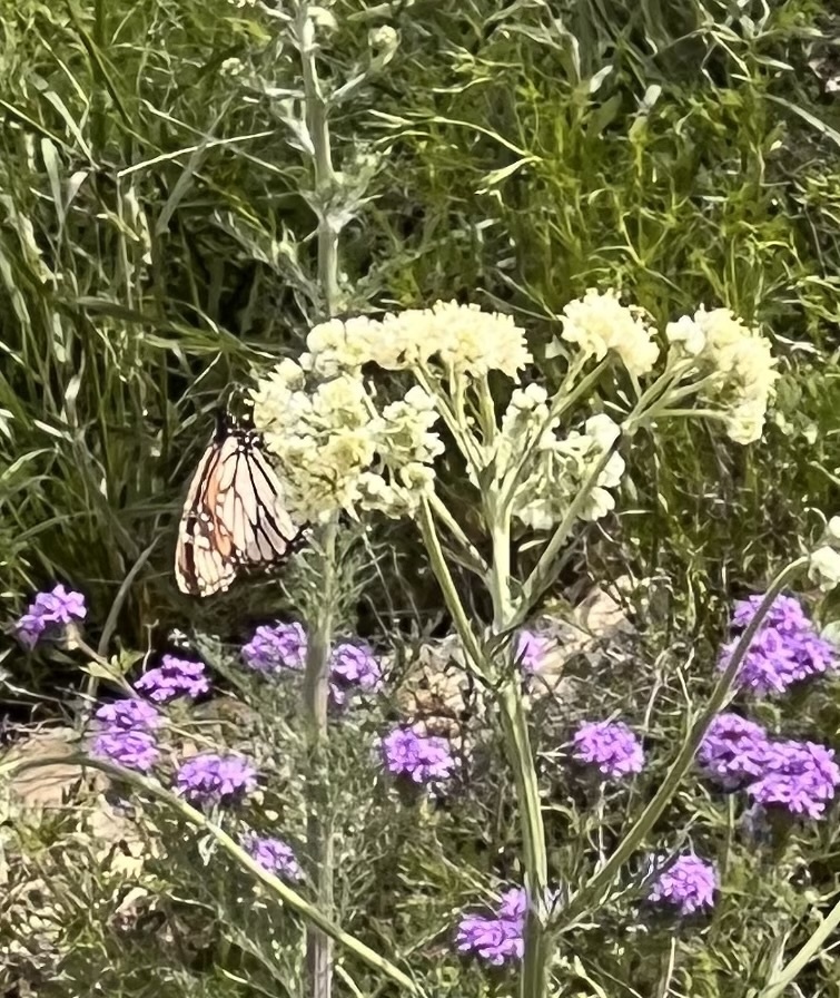 Monarch from Big Country Trl, Strawn, TX, US on April 7, 2024 at 11:56 ...