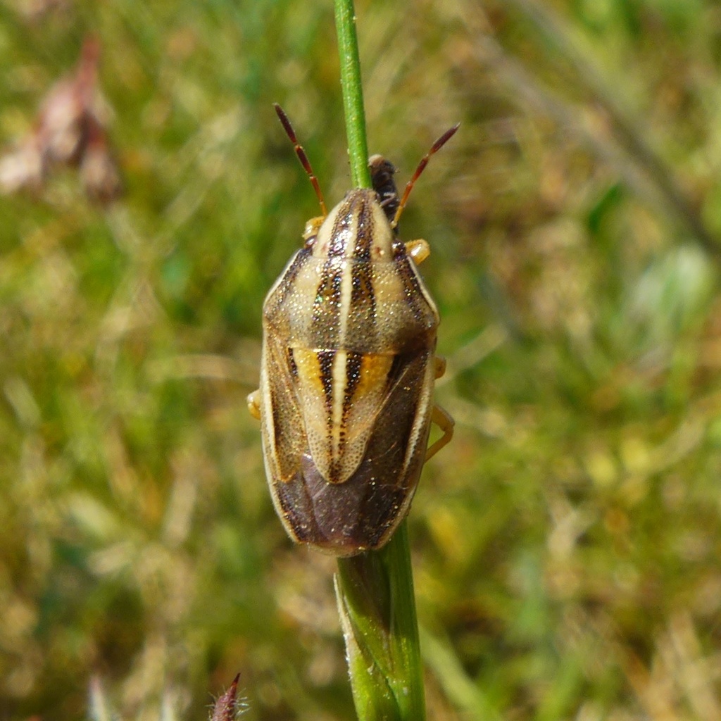 Gestreifter Spitzling (Madeira True Bugs) · iNaturalist