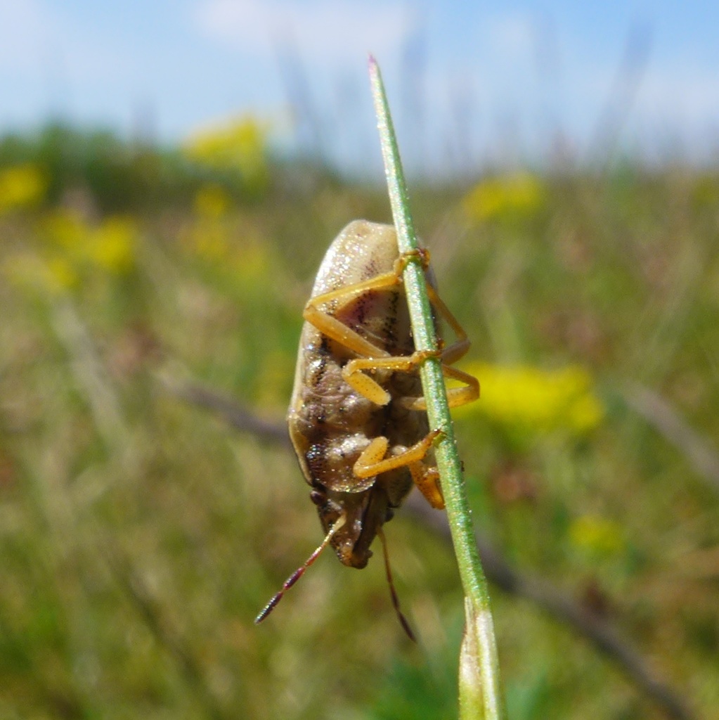 Gestreifter Spitzling (Madeira True Bugs) · iNaturalist