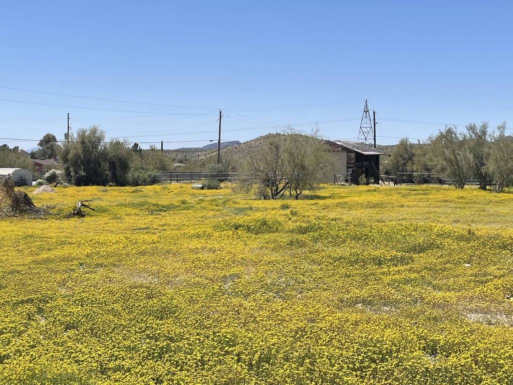 stinknet from N 23rd Dr, New River, AZ, US on April 7, 2024 at 12:25 PM ...