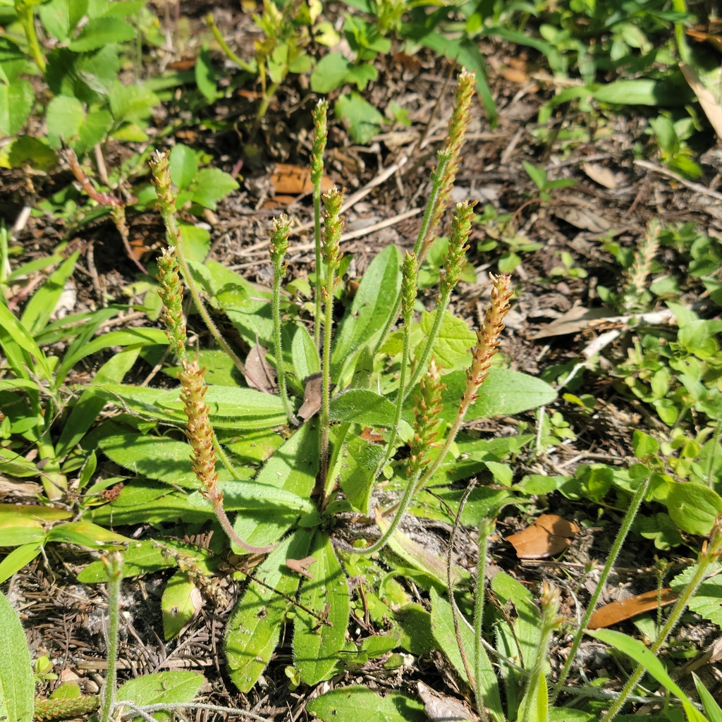 dwarf plantain from Alva, FL 33920, USA on April 7, 2024 at 04:21 PM by ...