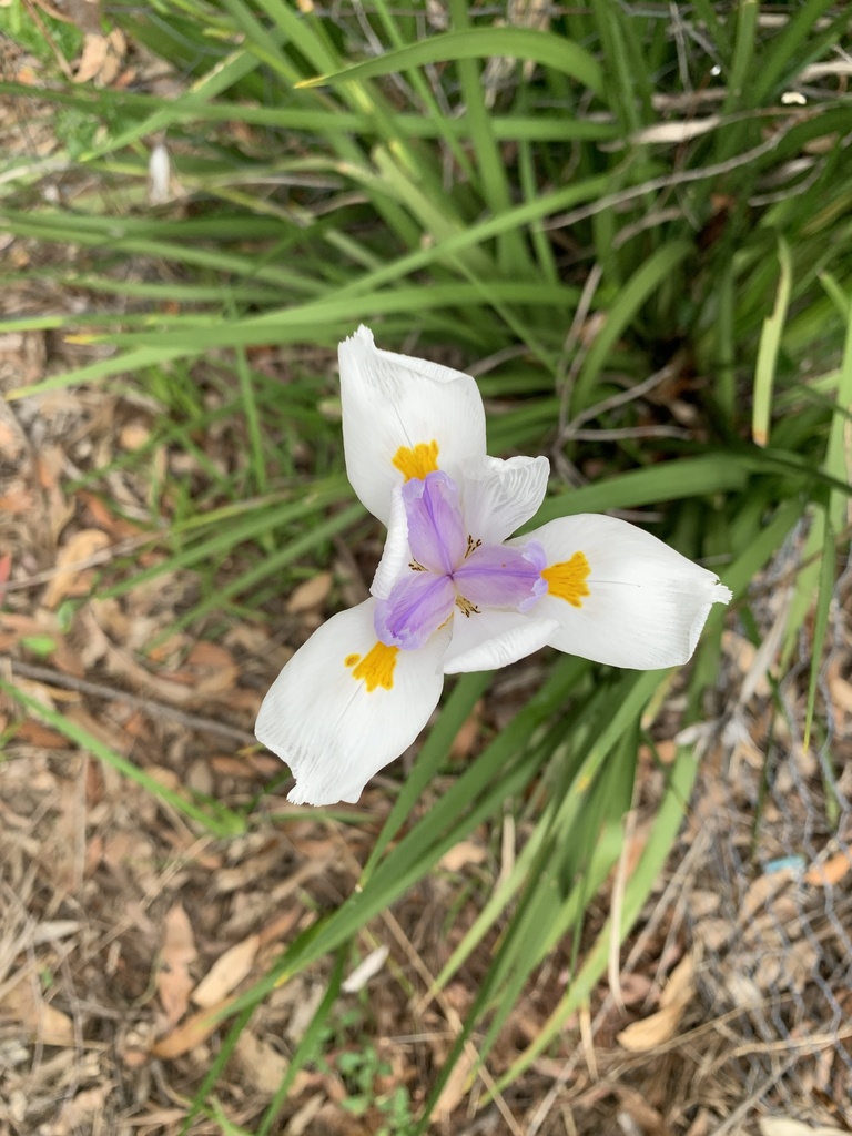 Fortnight Lilies from Benian Rd, The Palms, QLD, AU on October 16, 2022 ...