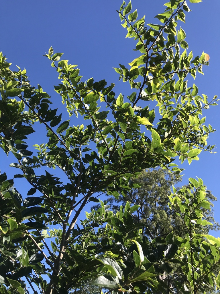 Chinese Hackberry from Mundoolun, QLD, AU on April 8, 2024 at 08:53 AM ...