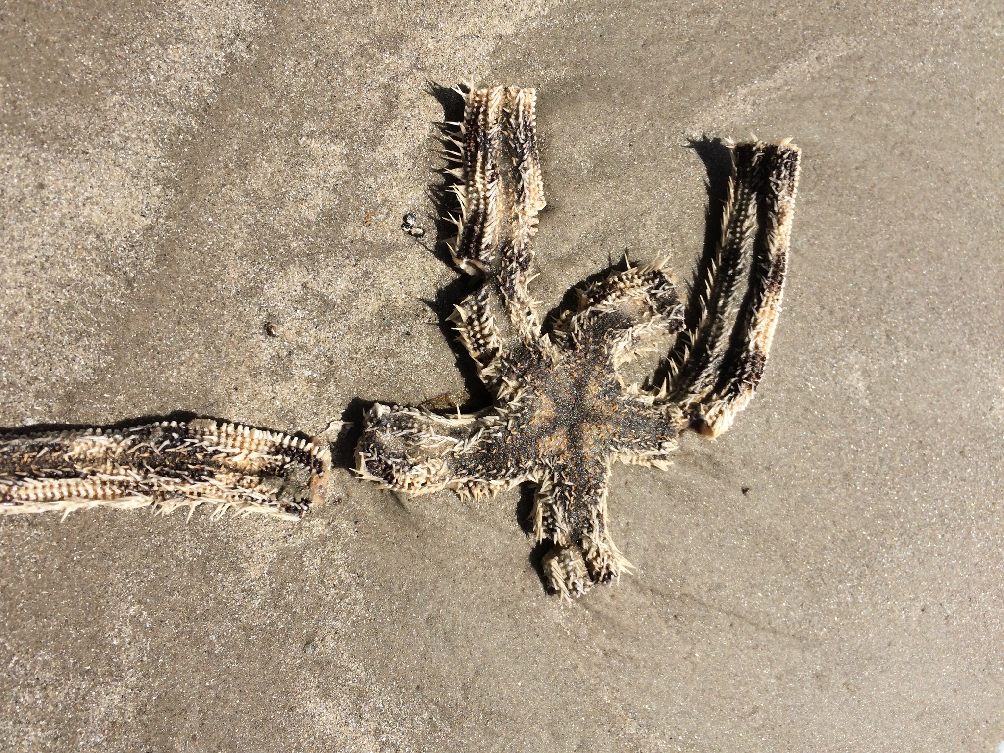 Luidia alternata (Say, 1825)