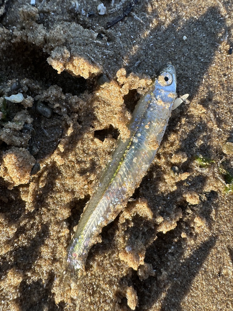 Emerald Shiner from Firelane 1, Niagara-on-the-Lake, ON, CA on April 7 ...