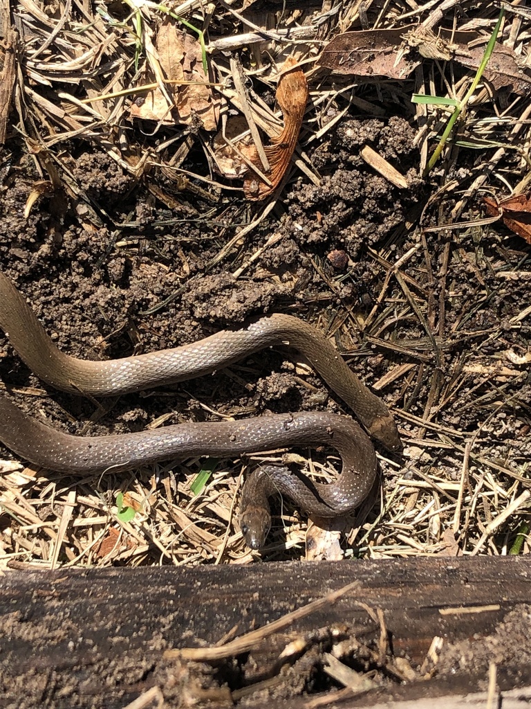 Rough Earthsnake in April 2024 by Julia Notar · iNaturalist