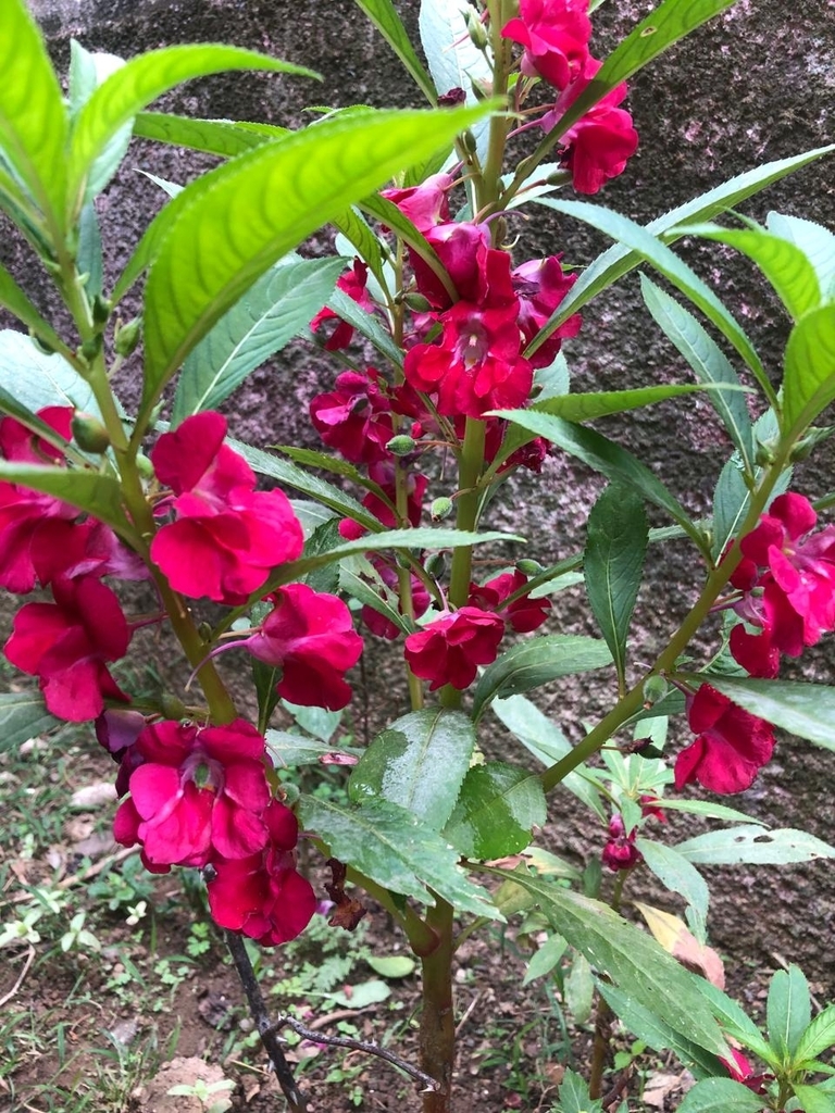 Garden balsam in April 2024 by johanmolina1900 · iNaturalist