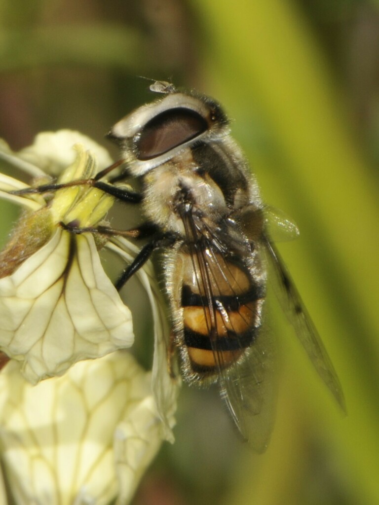 Yellow-spotted Bromeliad Fly in April 2024 by Elliott Gordon · iNaturalist