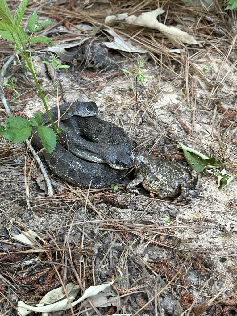 Eastern Hognose Snake from Shady Woods Trail, Montgomery, TX, US on ...