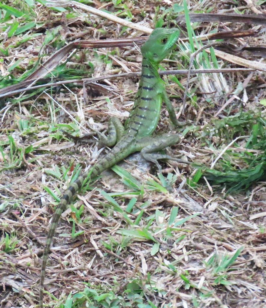 Green Basilisk from Provincia de Cartago, Jiménez, Costa Rica on March ...