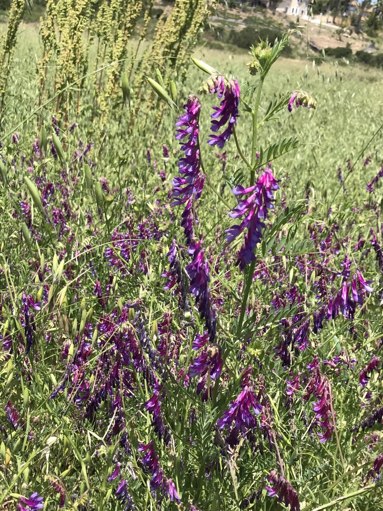 hairy vetch from Los Peñasquitos Canyon Preserve, San Diego, CA, US on ...