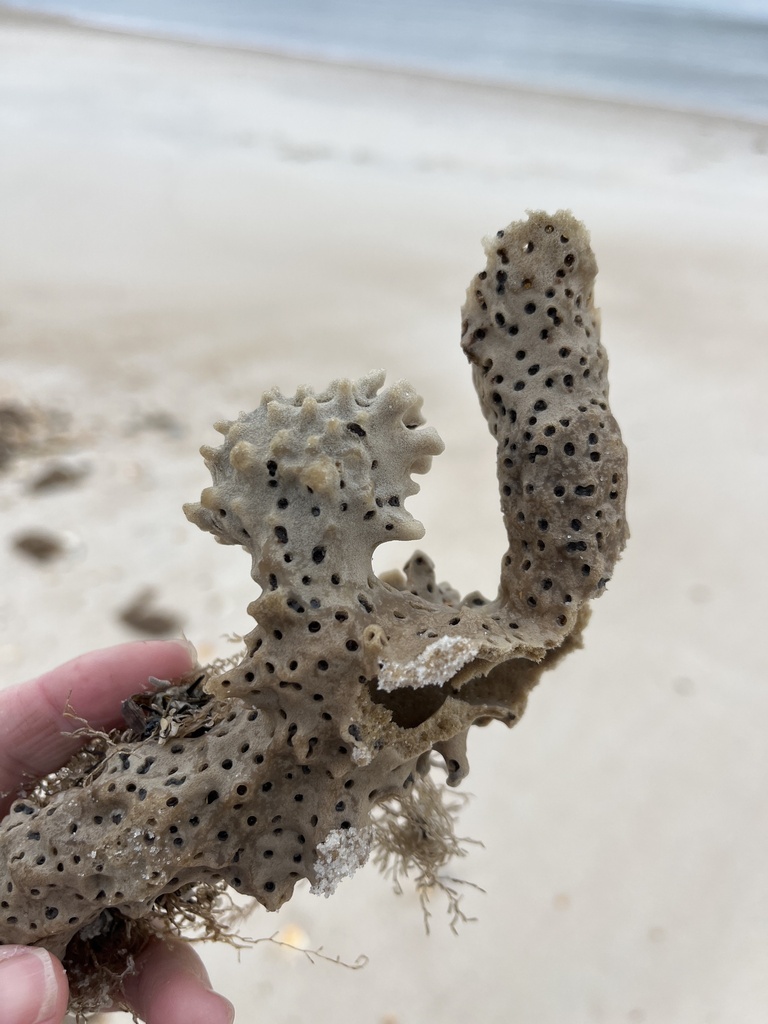 Branching Vase Sponge from Saint George Island, Eastpoint, FL, US on ...