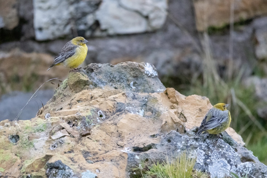 Bright-rumped Yellow-Finch from Junín Province, Peru on February 10 ...