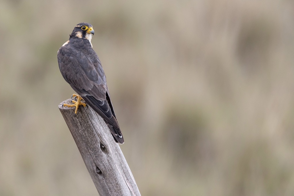 Aplomado Falcon from Junín Province, Peru on February 10, 2022 at 11:21 ...