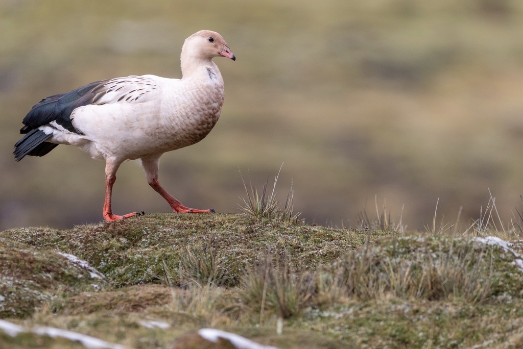 Andean Goose from Huarochirí Province, Peru on February 11, 2022 at 08: ...