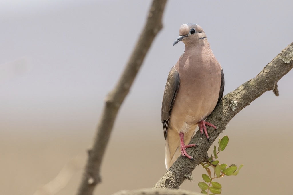 Eared Dove from Huaura Province, Peru on February 12, 2022 at 12:12 PM ...