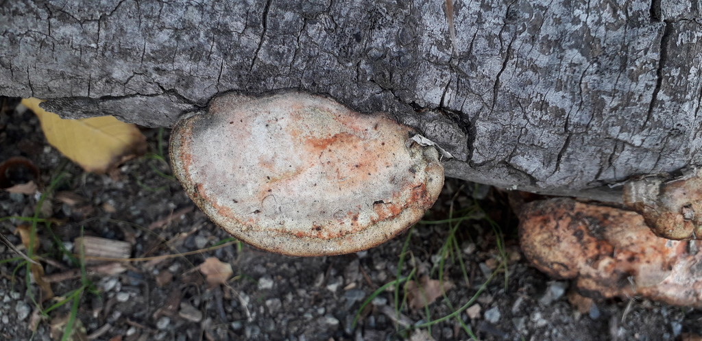 shelf fungi from travis wetland near ed centre on April 27, 2019 by ...