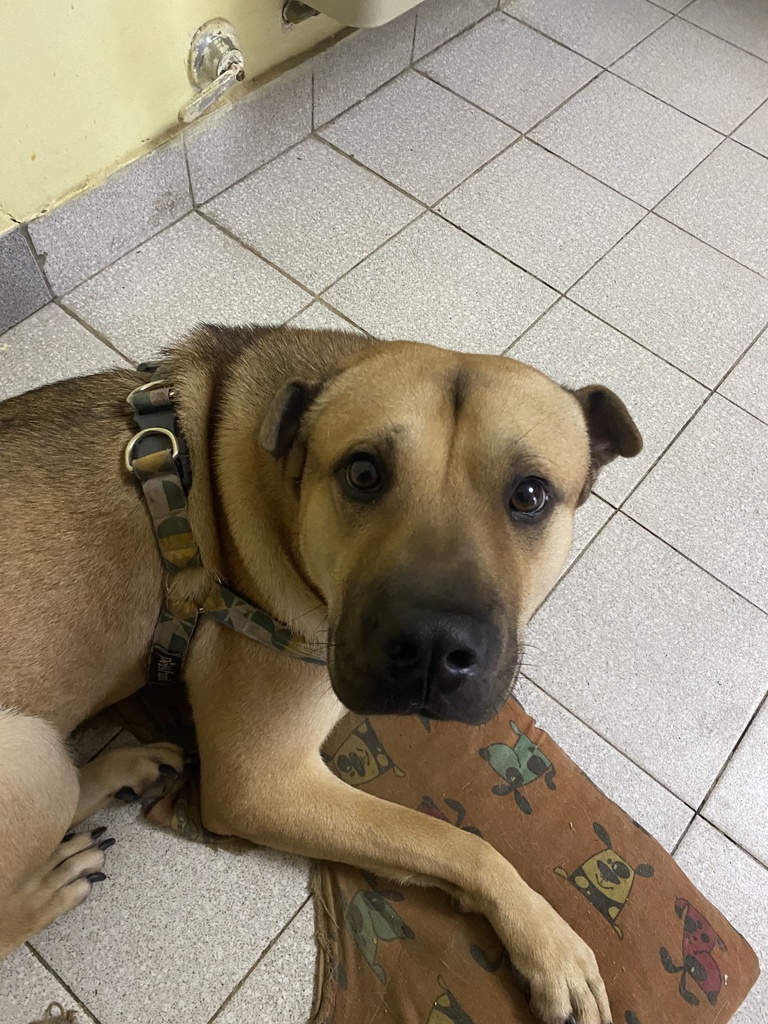 Domestic Dog from Municipalidad de Tafi Viejo, Tucumán, AR on April 7 ...