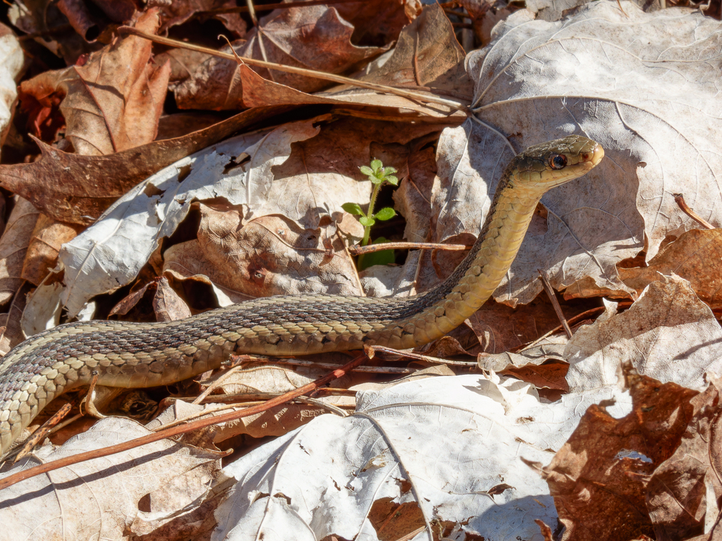 Common Garter Snake from Woolverton Conservation Area, Grimsby, Canada ...