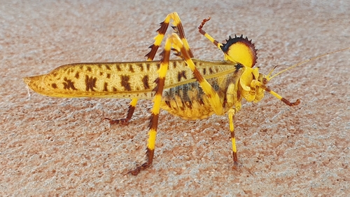 Crested Katydid (Alectoria superba) · iNaturalist