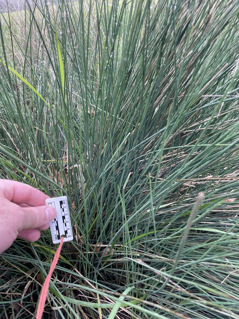 Spreading Rush from Mulkey Creek Trail, Corvallis, OR, US on April 7 ...