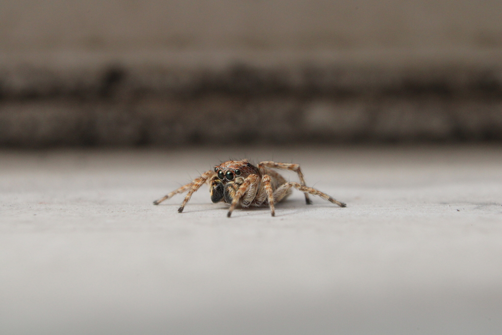 Asiatic Wall Jumping Spider in April 2024 by Matthew Lindsey · iNaturalist