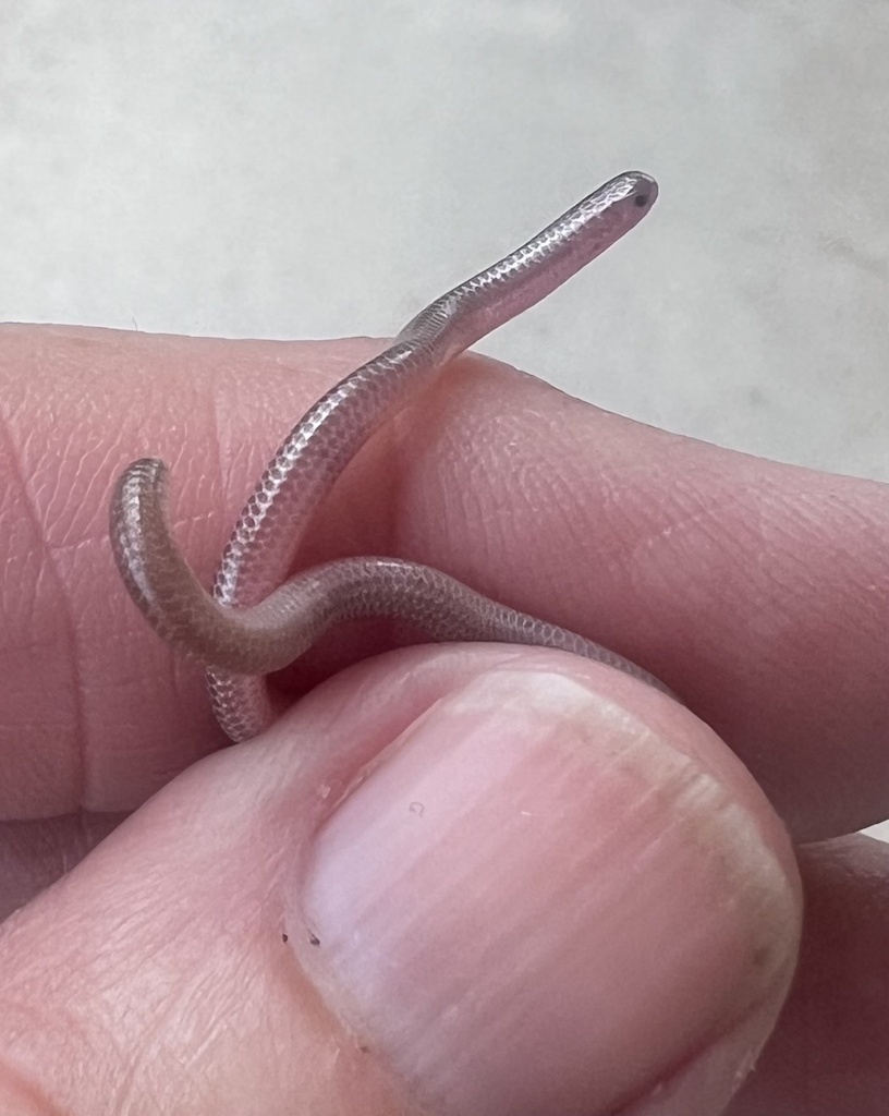 Texas Blind Snake in April 2024 by Nancye Saunders Drukker · iNaturalist