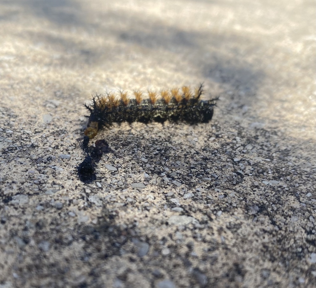 Texas Buck Moth from Far North Central, San Antonio, TX, USA on March ...