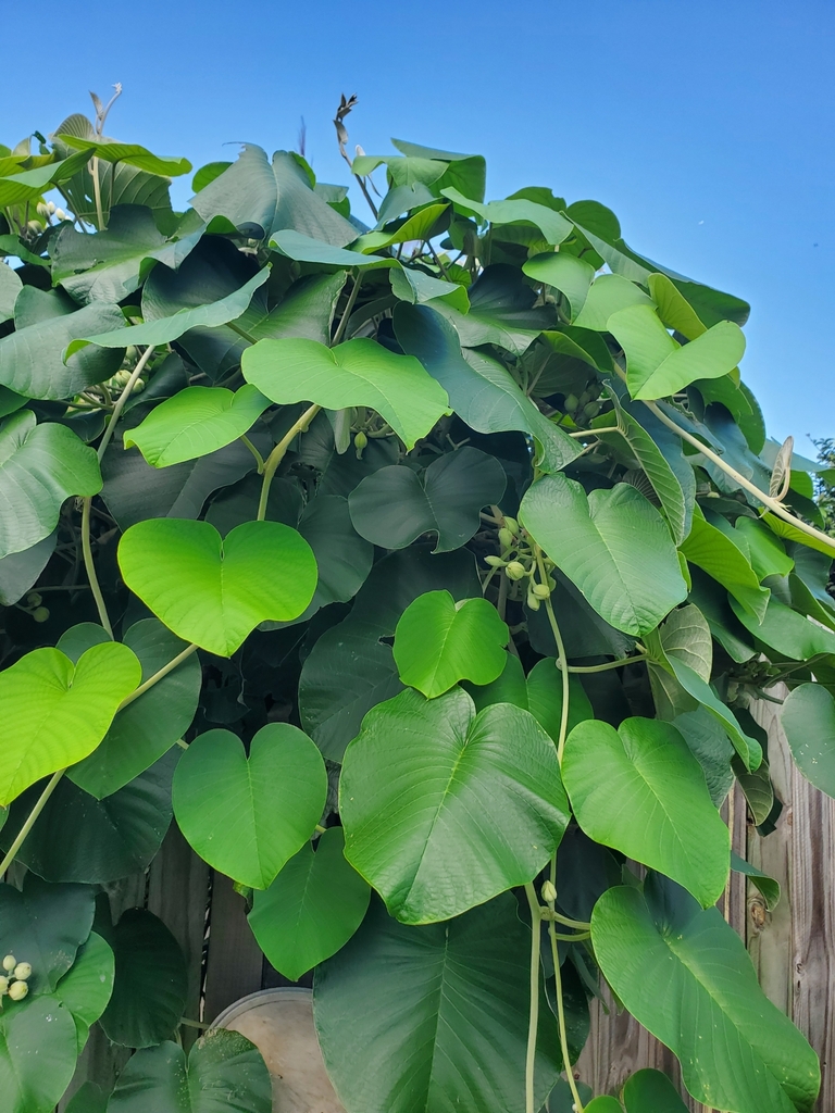 elephant creeper in April 2024 by econico · iNaturalist