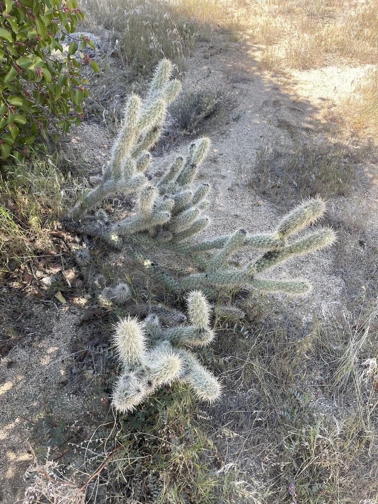 Gander's cholla from Santa Rosa and San Jacinto Mountains National ...