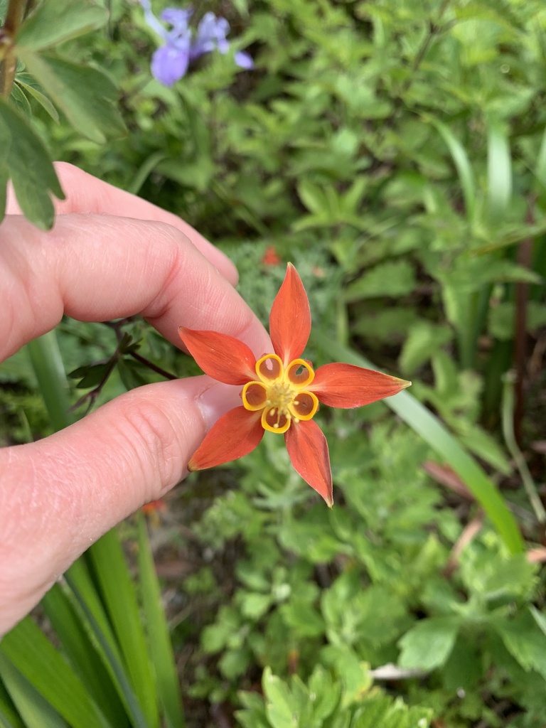 western columbine from Golden Gate National Recreation Area, Pacifica ...