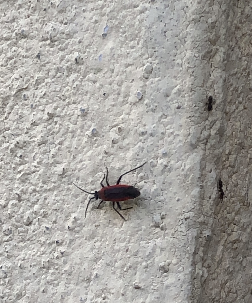 Lopidea instabilis from Calle Nardo, Apodaca, N.L., MX on April 7, 2024 ...