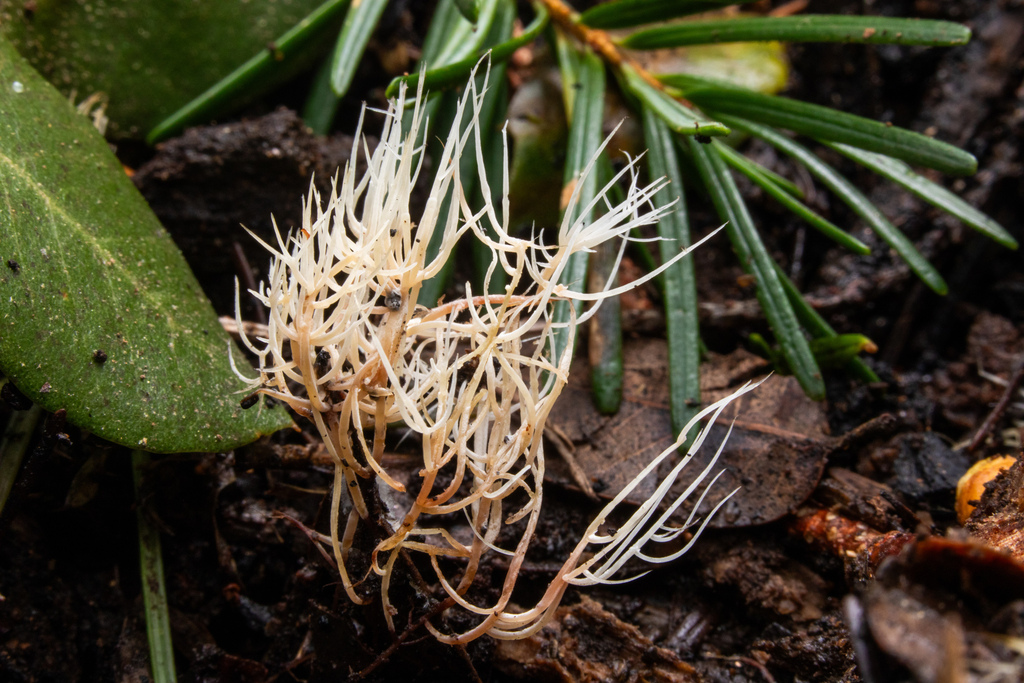 Pterula from Empire Grade, Santa Cruz, CA, US on April 6, 2024 at 03:18 ...