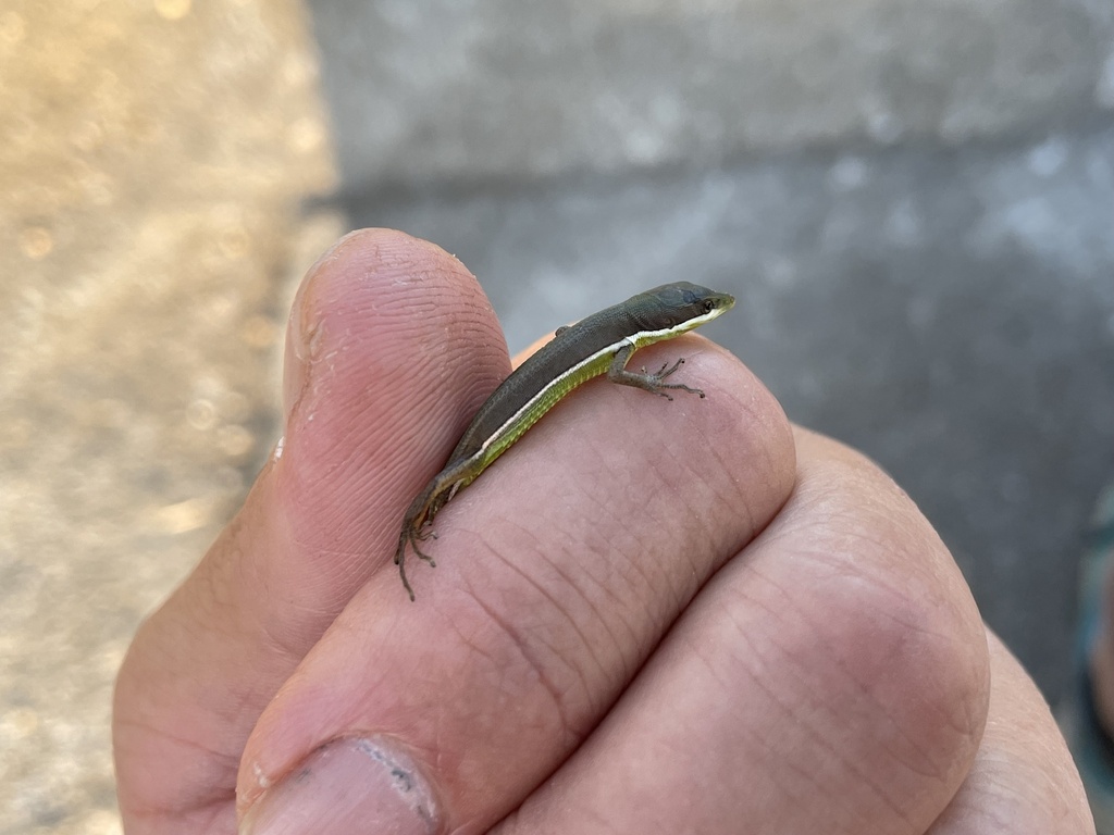Green Grass Lizard in November 2021 by Nina · iNaturalist