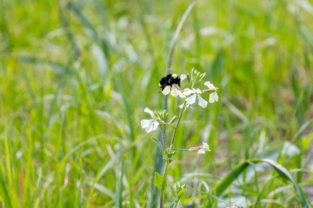 California Bumble Bee from Shasta, CA, USA on April 7, 2024 at 02:47 PM ...