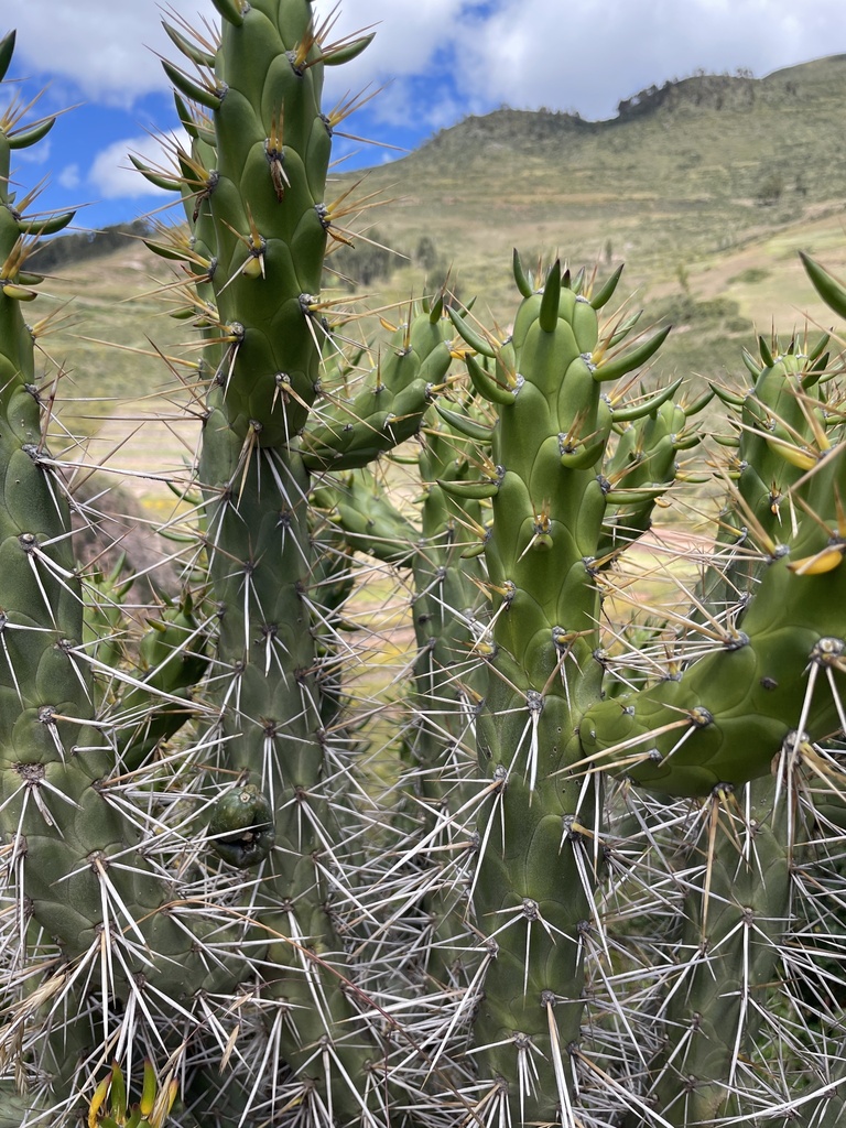 Eve's Needle Cactus from Cuzco, PE on April 7, 2024 at 10:45 AM by ...