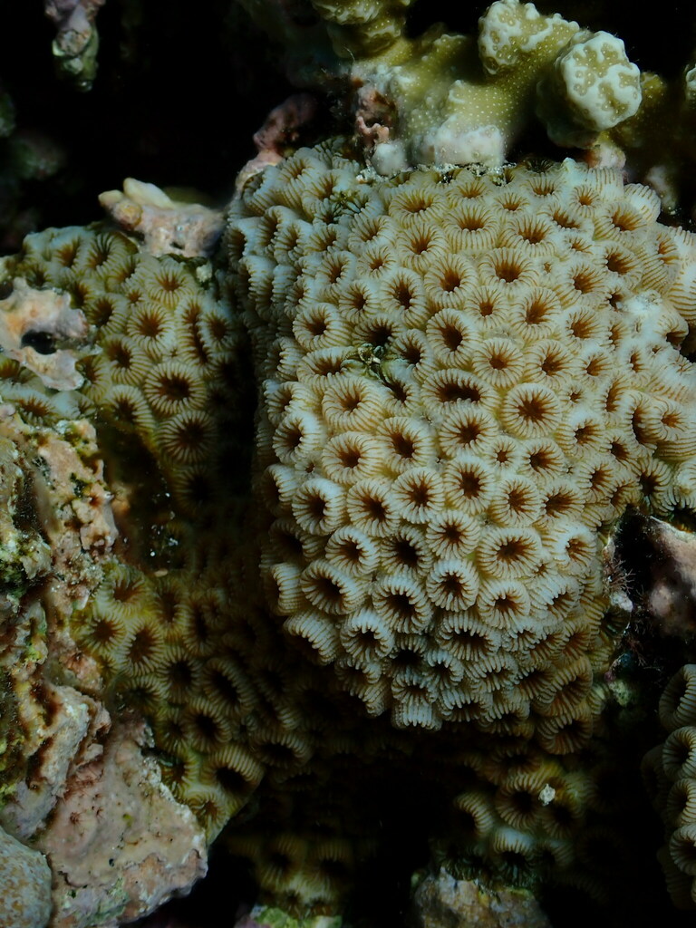 Astrea curta from Gun Beach, Tamuning, Guam on April 8, 2024 at 12:05 ...