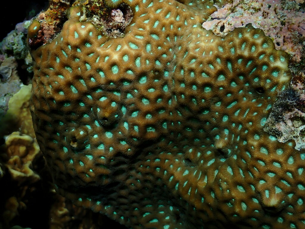 Favites in April 2024 by Natalie Scott · iNaturalist