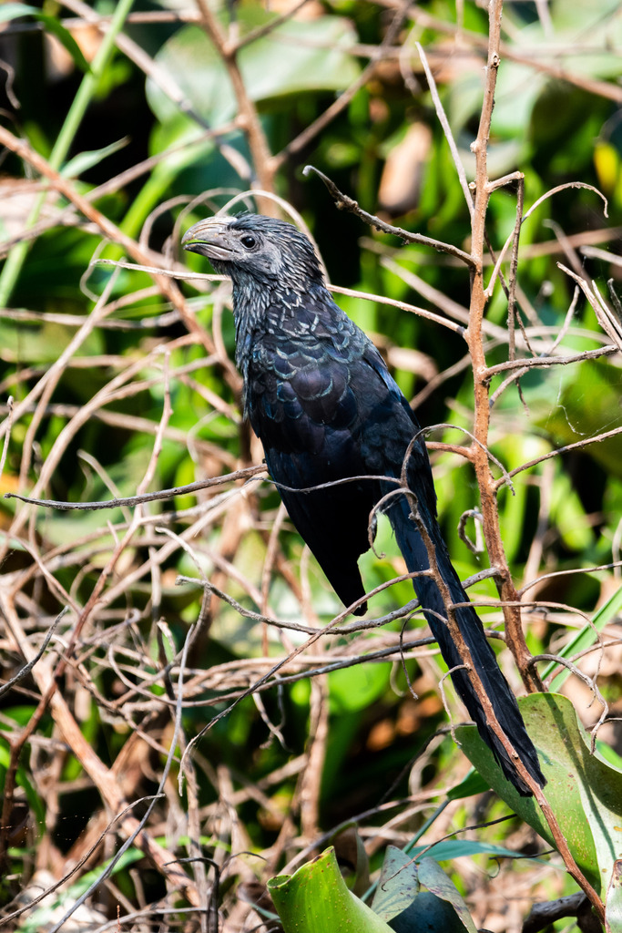 Garrapatero pijuy desde Las Brisas, Veracruz, Ver., México el 07 de ...