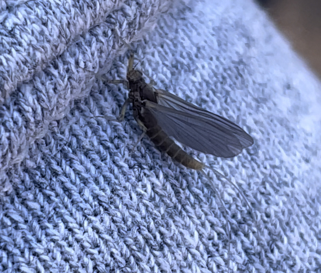 Small Mayflies from Colorado College, Colorado Springs, CO, US on March ...