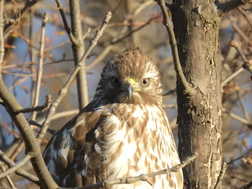 Red-shouldered Hawk from Austin, Chicago, IL, USA on April 6, 2024 at ...