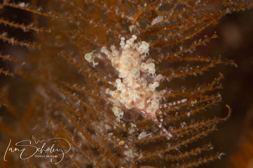 Eubranchus from Victoria, Australia on April 7, 2024 at 08:09 PM by Ian ...