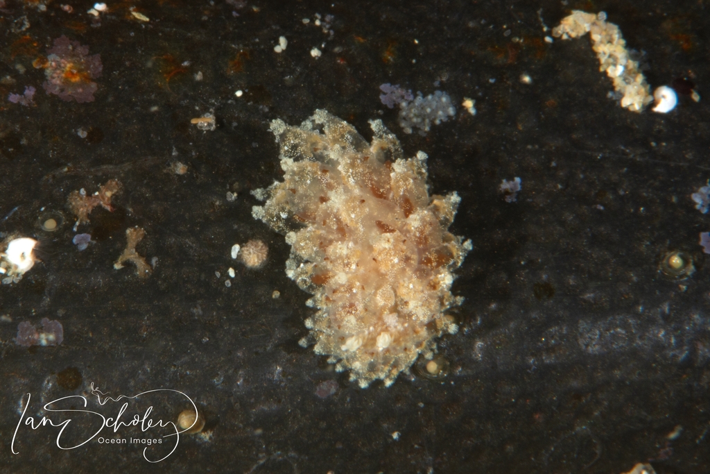 Janolus hyalinus from Victoria, Australia on April 7, 2024 at 09:00 PM ...