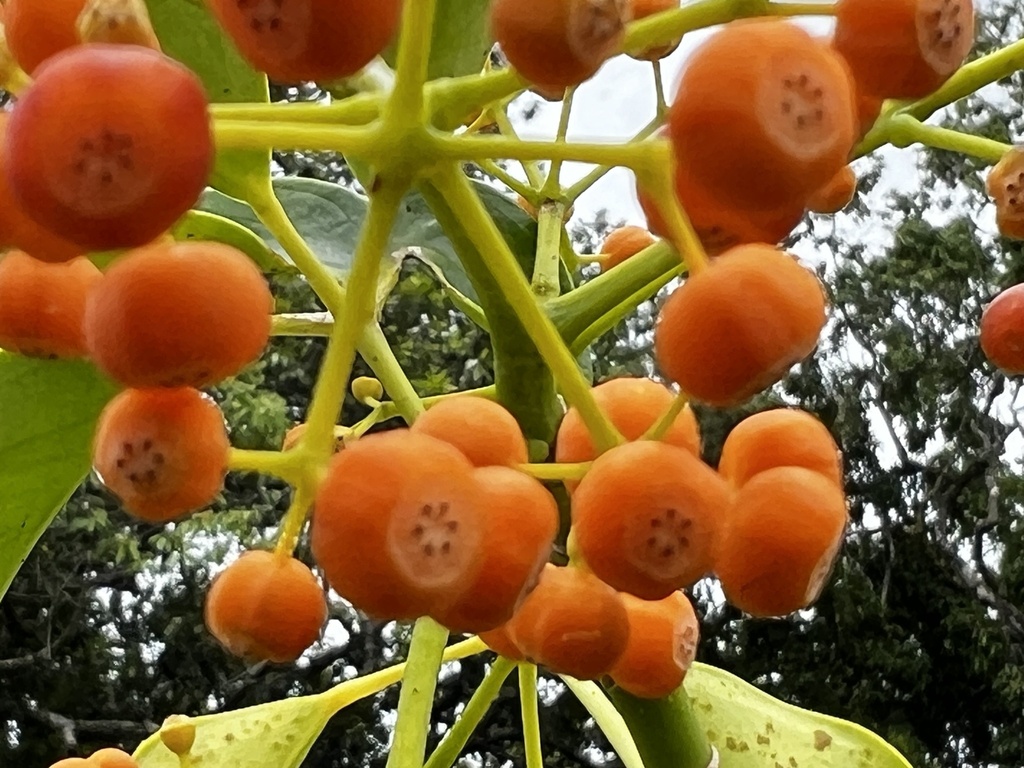 bungaruau from Babeldaob, Palau, PW on April 4, 2024 at 01:29 PM by ...