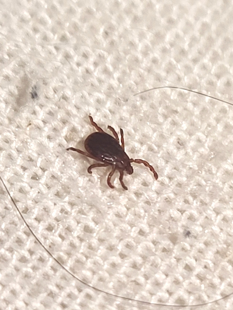 Hardbacked Ticks in April 2024 by Jonathan Gilmer. Why does this have ...